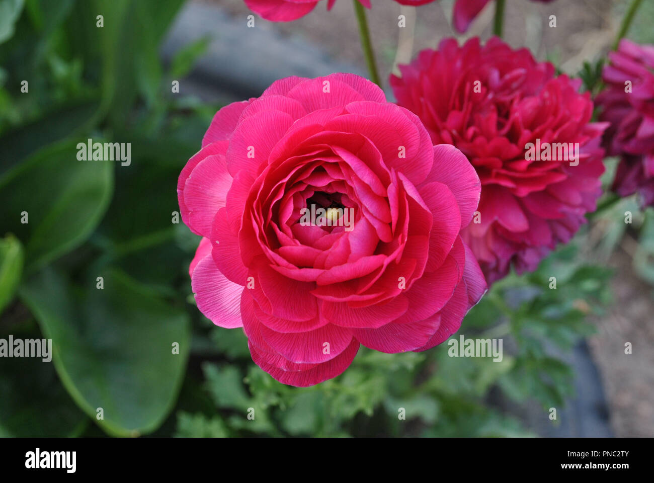 Pink buttercups -Fotos und -Bildmaterial in hoher Auflösung – Alamy