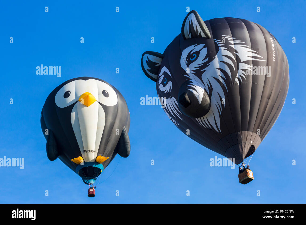 Longleat wes der wolf -Fotos und -Bildmaterial in hoher Auflösung – Alamy