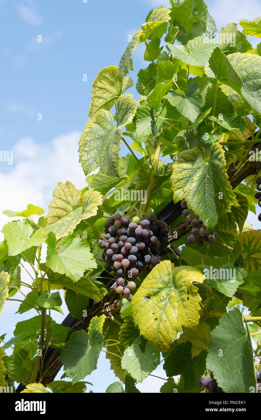 Blaue trauben weinlaub -Fotos und -Bildmaterial in hoher Auflösung – Alamy
