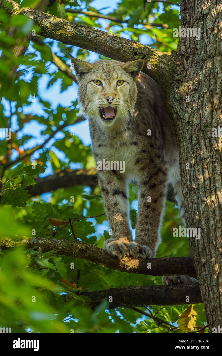 Eurasischen Luchs Lynx lynx, Tomcat im Baum, Deutschland, Europa ...