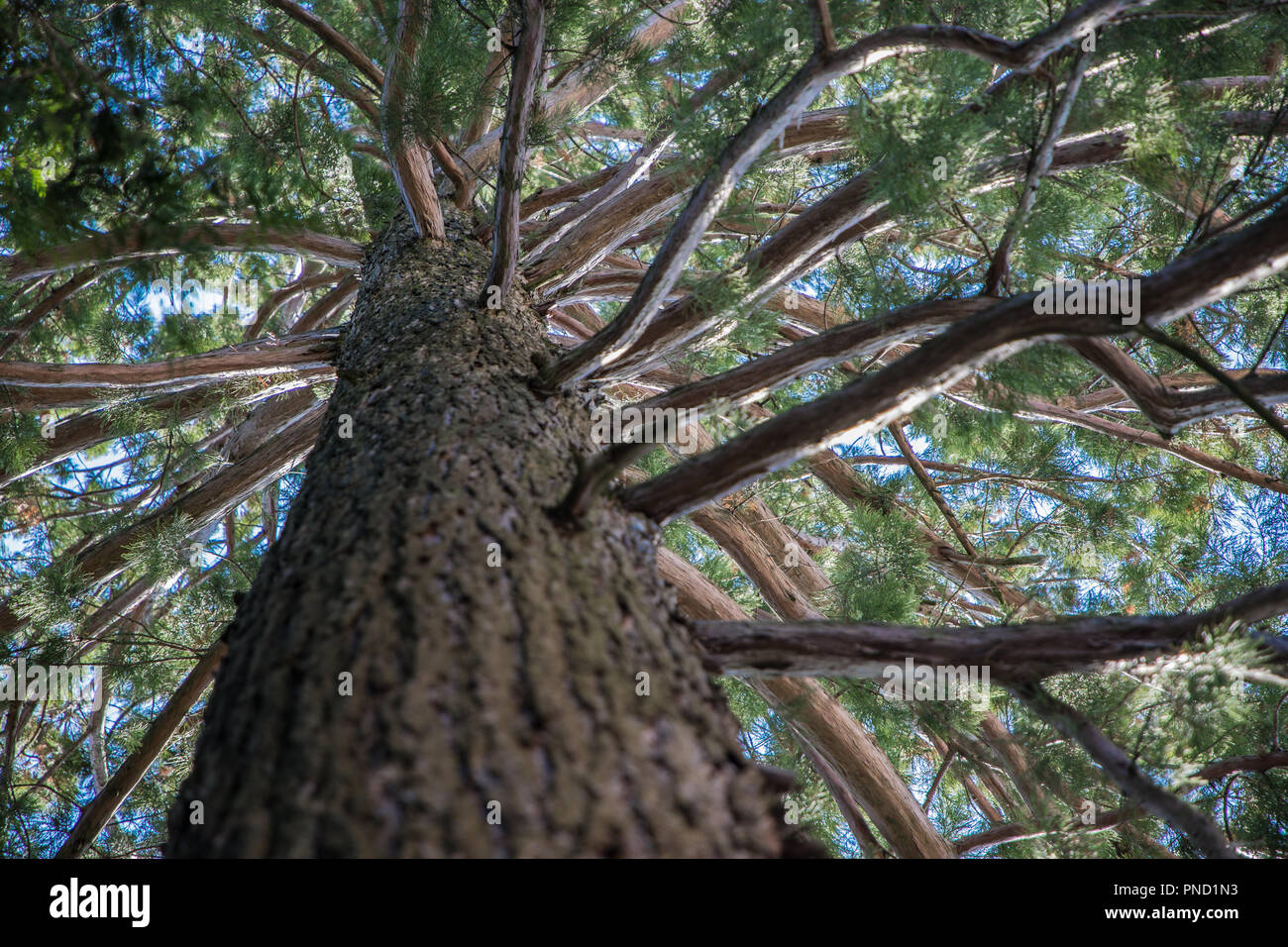 Thuja tree -Fotos und -Bildmaterial in hoher Auflösung – Alamy