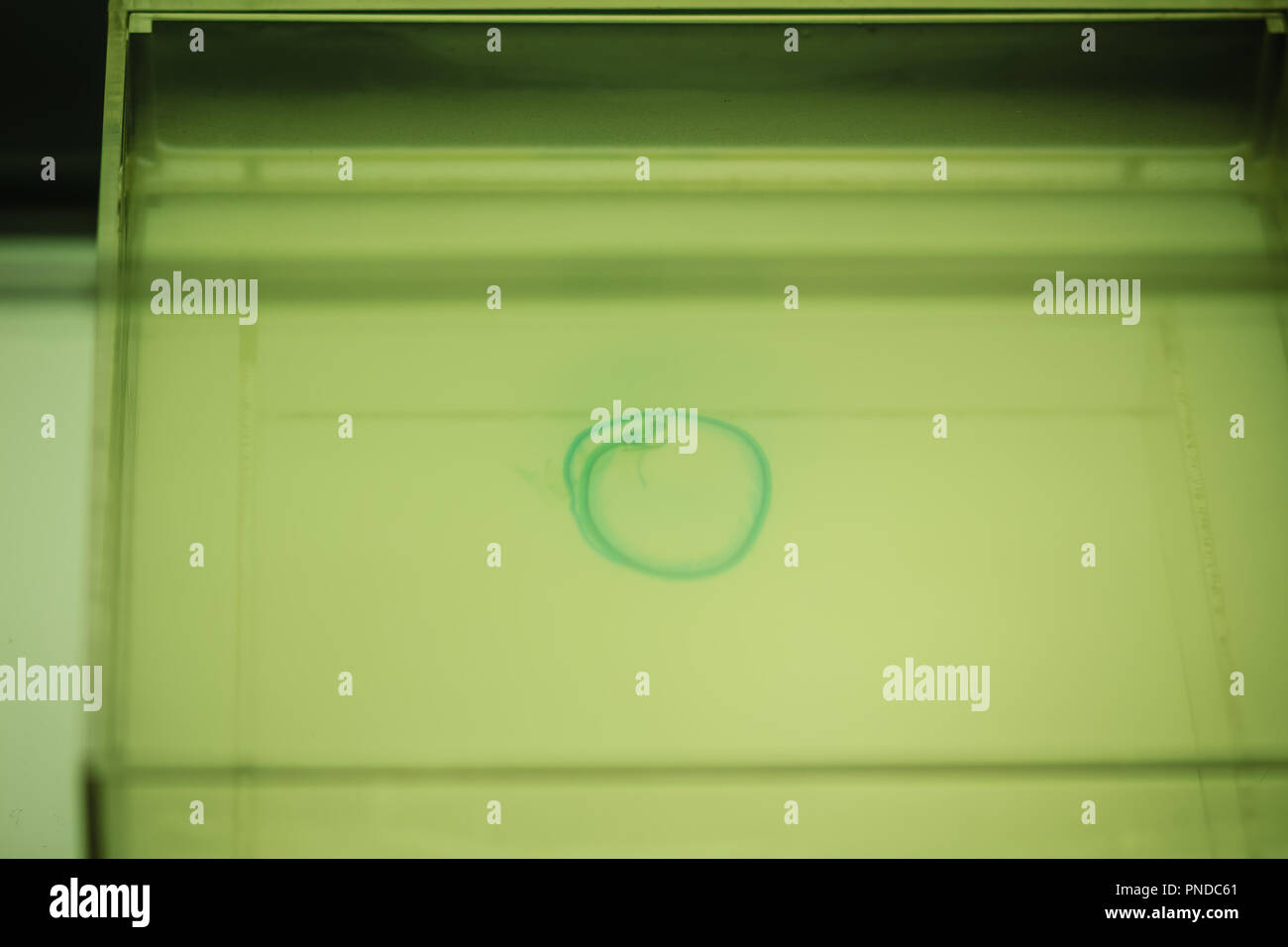 Baby kobra pose Stockfotos und -bilder Kaufen - Alamy