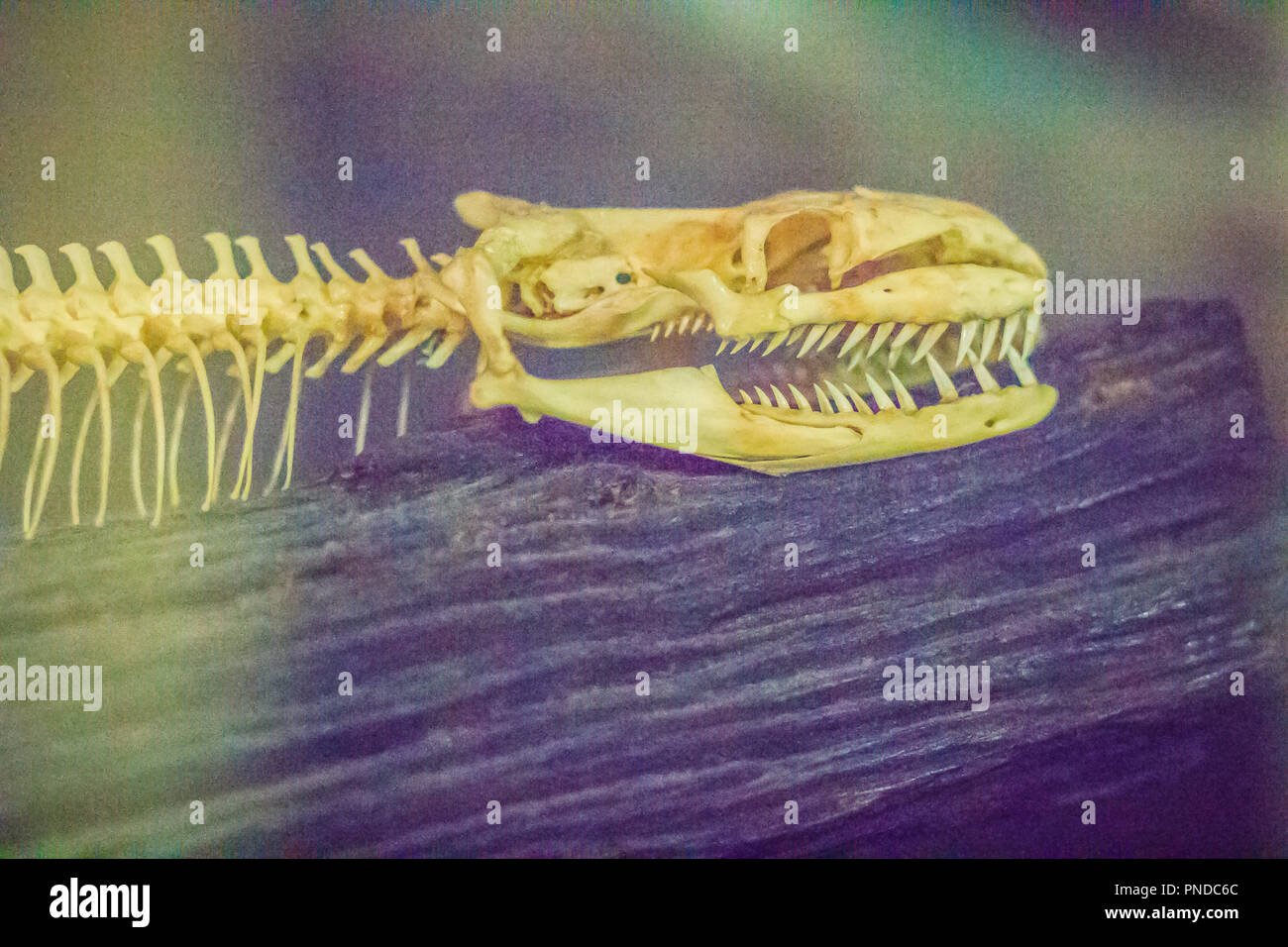 Python skeleton -Fotos und -Bildmaterial in hoher Auflösung – Alamy