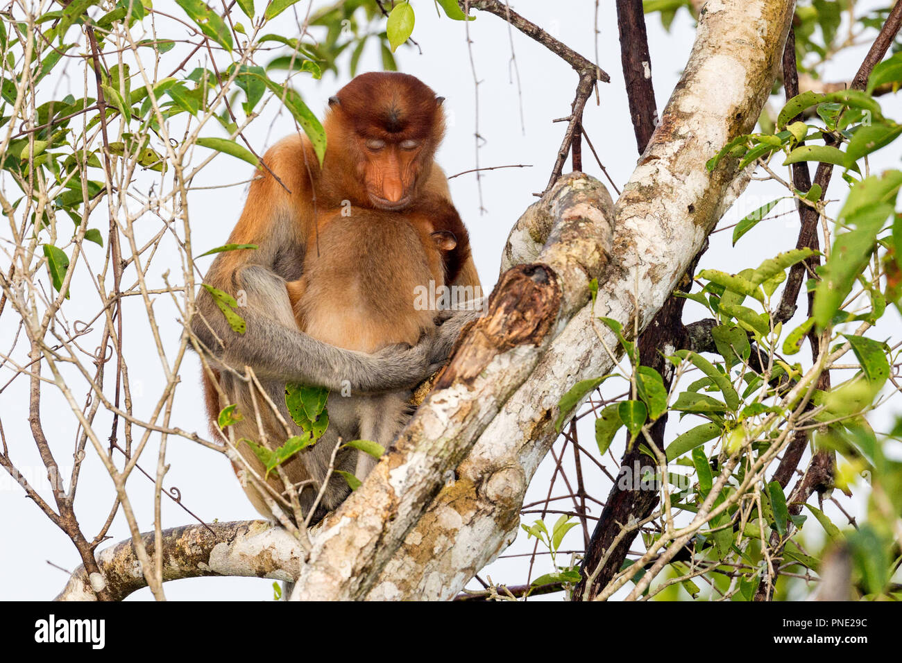 Proboscis monkey baby -Fotos und -Bildmaterial in hoher Auflösung – Alamy