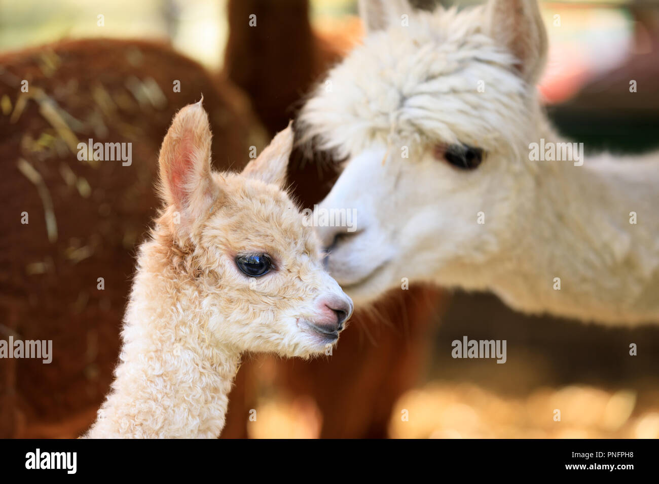 Baby lama und mama -Fotos und -Bildmaterial in hoher Auflösung – Alamy