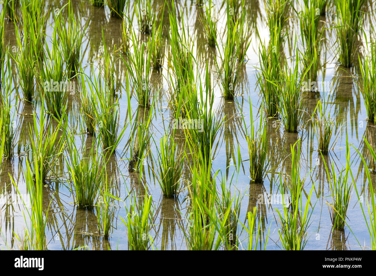 Asien reisanbau -Fotos und -Bildmaterial in hoher Auflösung – Alamy