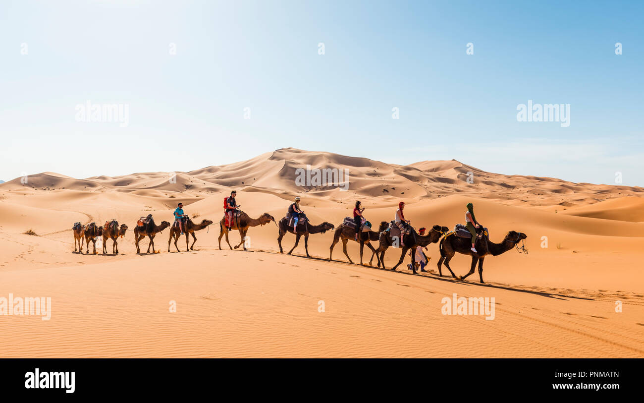 Touristen fahren mit Dromedar (Camelus dromedarius), Karawane durch ...