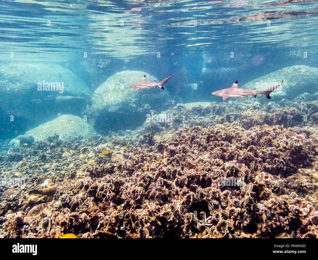 Unterwasser Fotos Gruppe der Schwarzspitzen Riffhai oder Carcharhinus ...