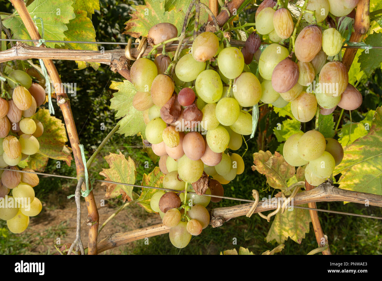Weinrebe Krankheit Stockfotos und -bilder Kaufen - Alamy