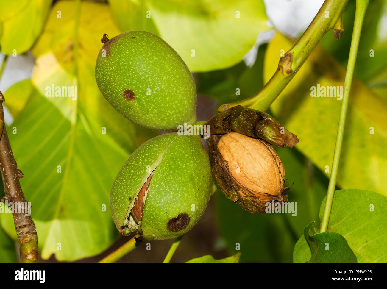 Kalifornien Walnuss Stockfotos und -bilder Kaufen - Alamy