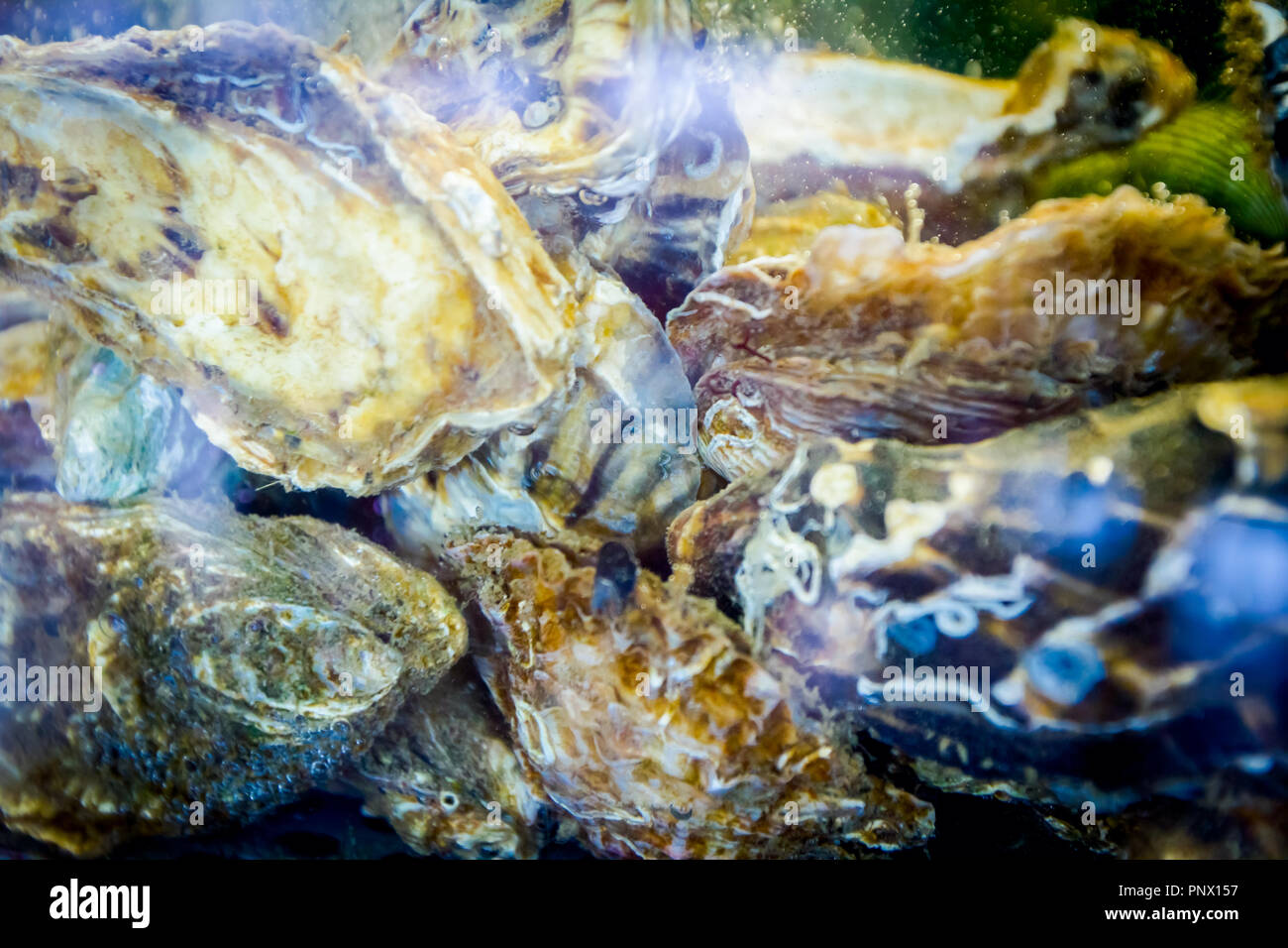 Lebende austern -Fotos und -Bildmaterial in hoher Auflösung – Alamy