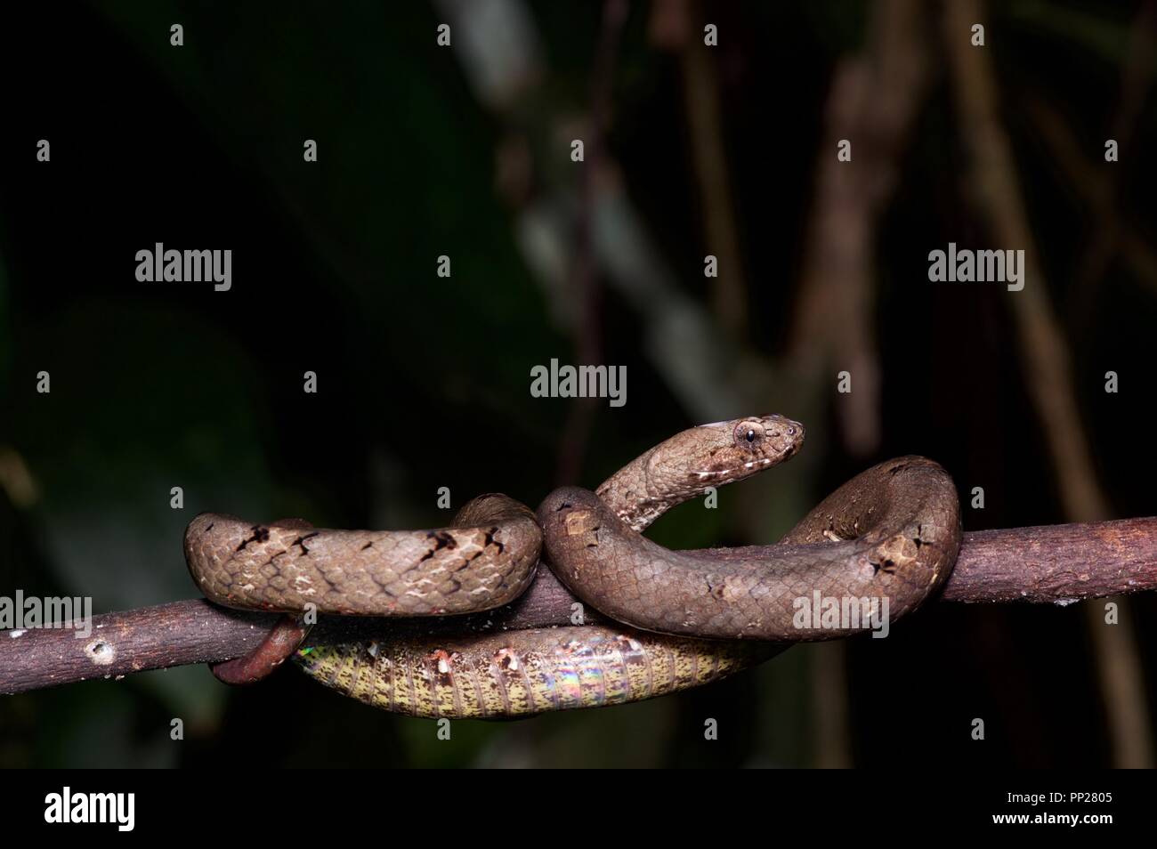 Psammodynastes pulverulentus -Fotos und -Bildmaterial in hoher ...