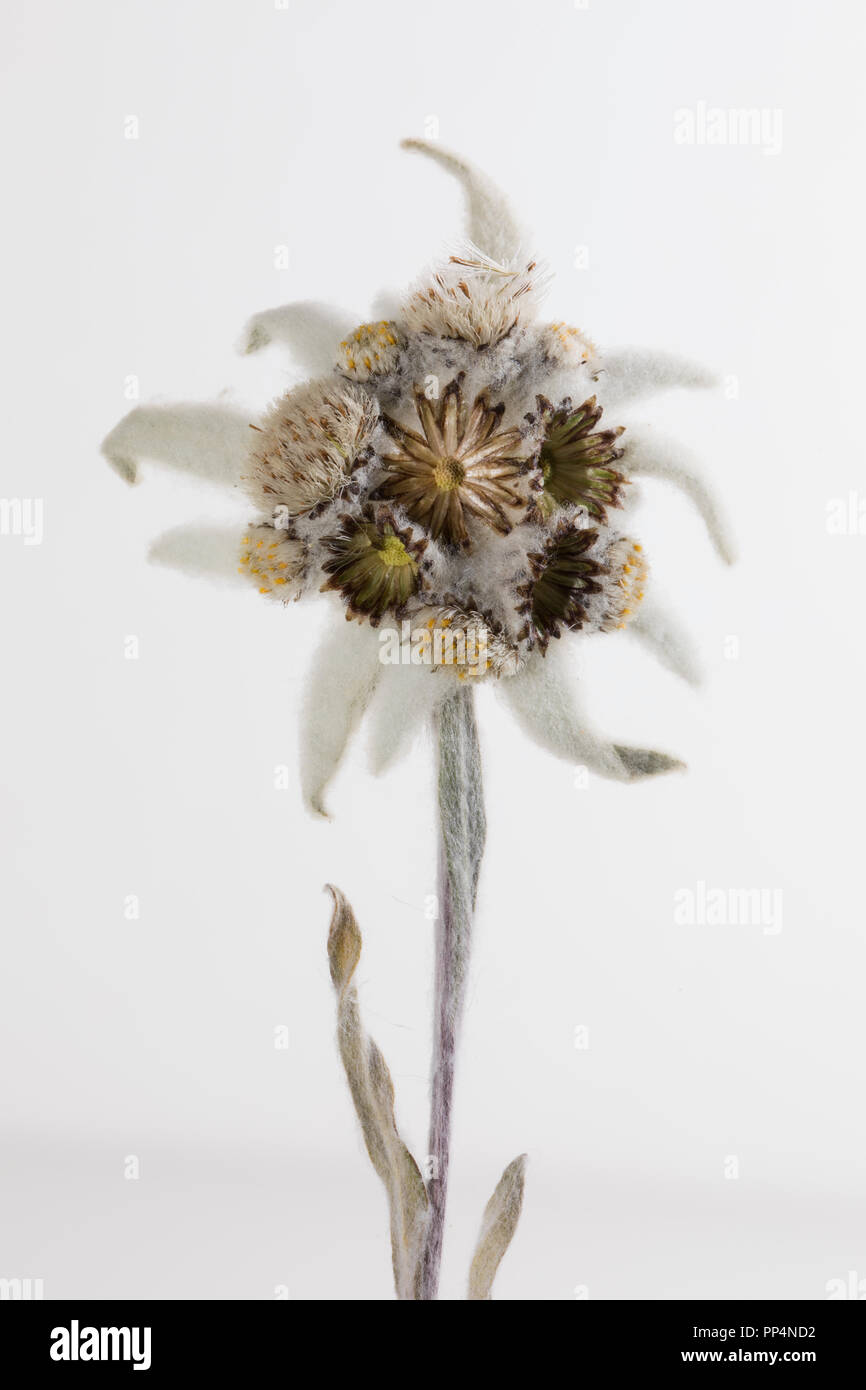 Fleur seche -Fotos und -Bildmaterial in hoher Auflösung – Alamy