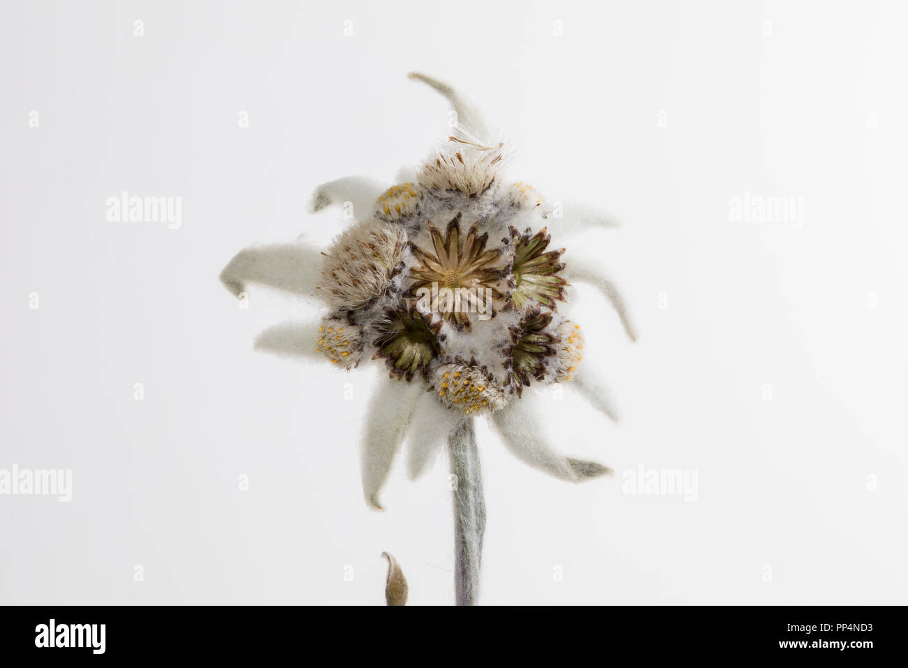 Fleur seche -Fotos und -Bildmaterial in hoher Auflösung – Alamy