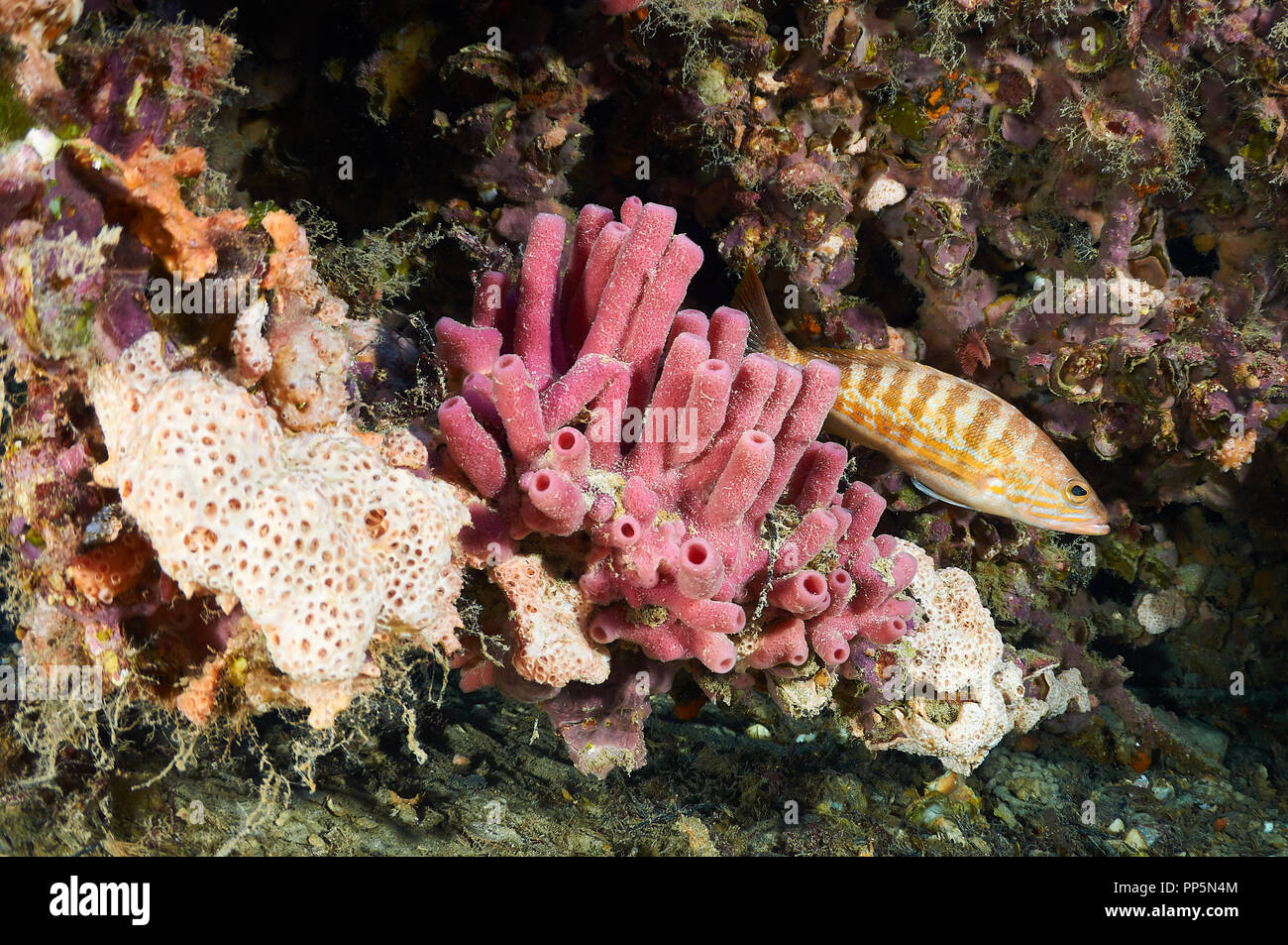 Hemimycale Columella Stockfotos und -bilder Kaufen - Alamy