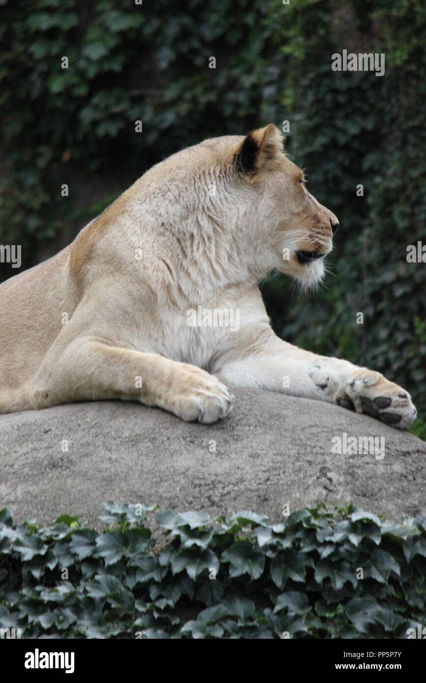 Felis Leo Stockfotos und -bilder Kaufen - Alamy