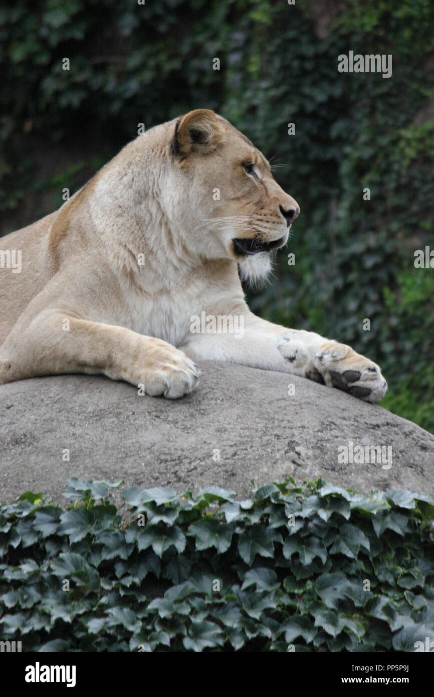 Felis Leo Stockfotos und -bilder Kaufen - Alamy