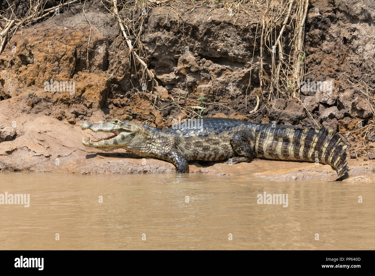 Erwachsener kaiman -Fotos und -Bildmaterial in hoher Auflösung – Alamy