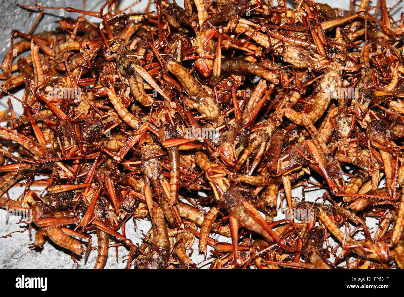 Grillen bar -Fotos und -Bildmaterial in hoher Auflösung – Alamy