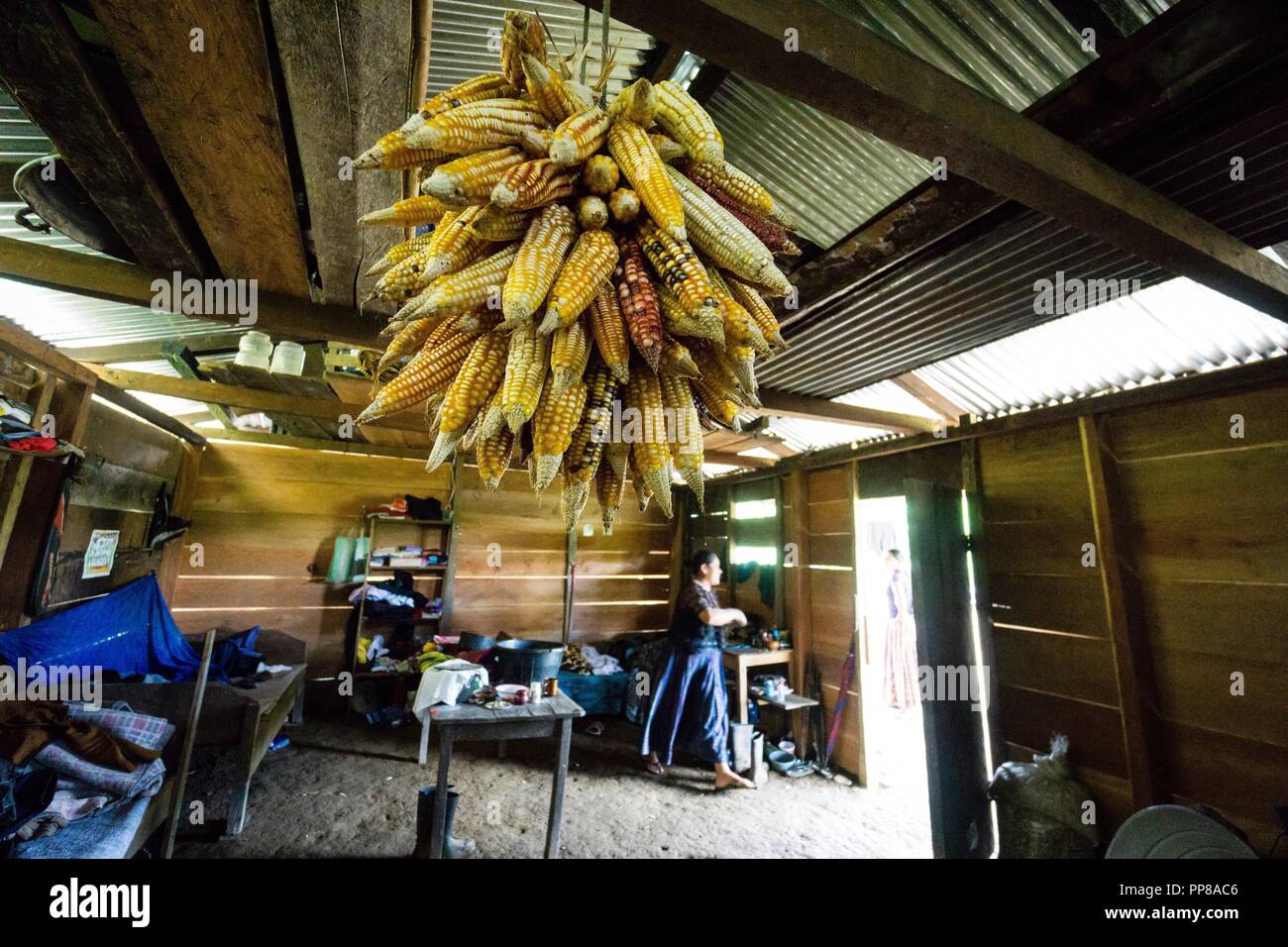 Maiz de guatemala -Fotos und -Bildmaterial in hoher Auflösung – Alamy