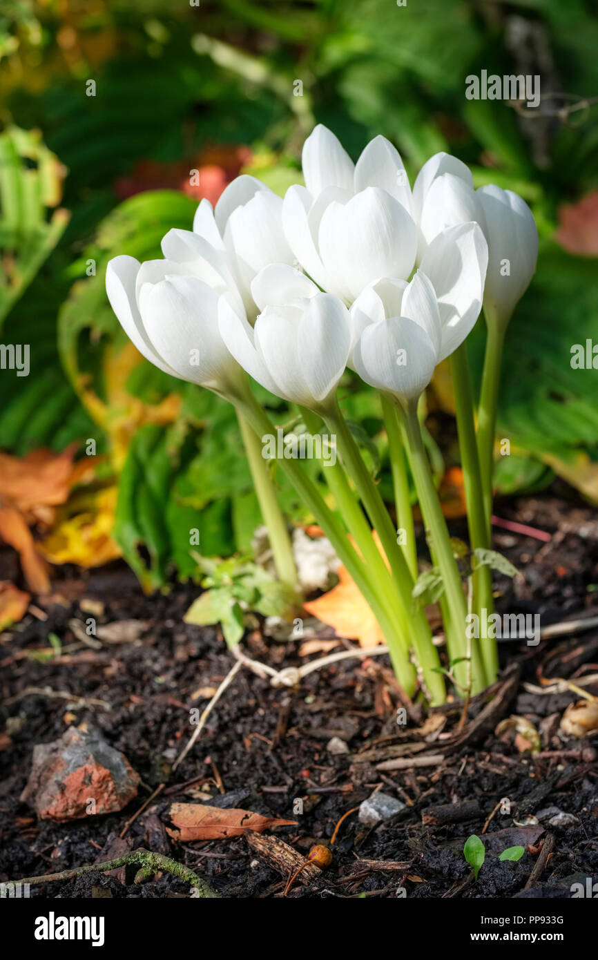 Colchicum speciosum album -Fotos und -Bildmaterial in hoher Auflösung ...
