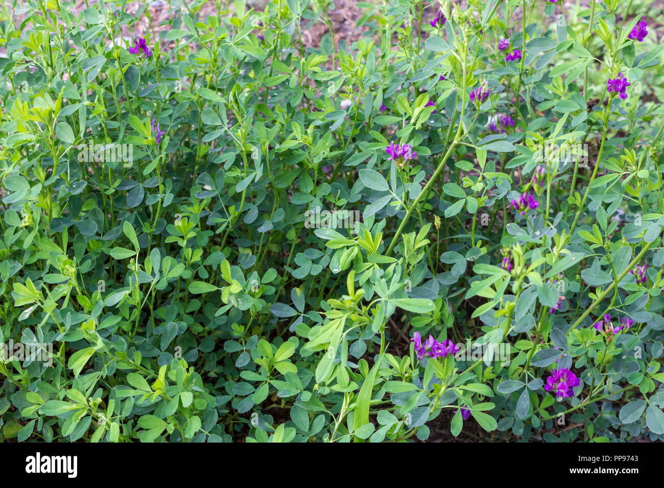 Medicago sativa, wilde Luzerne Pflanze, September 2018 Stockfoto, Bild ...