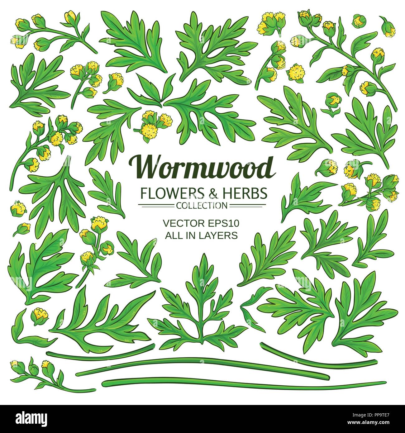 Wermutkraut auch bitterer beifuss o alsem Stock-Vektorgrafiken kaufen ...