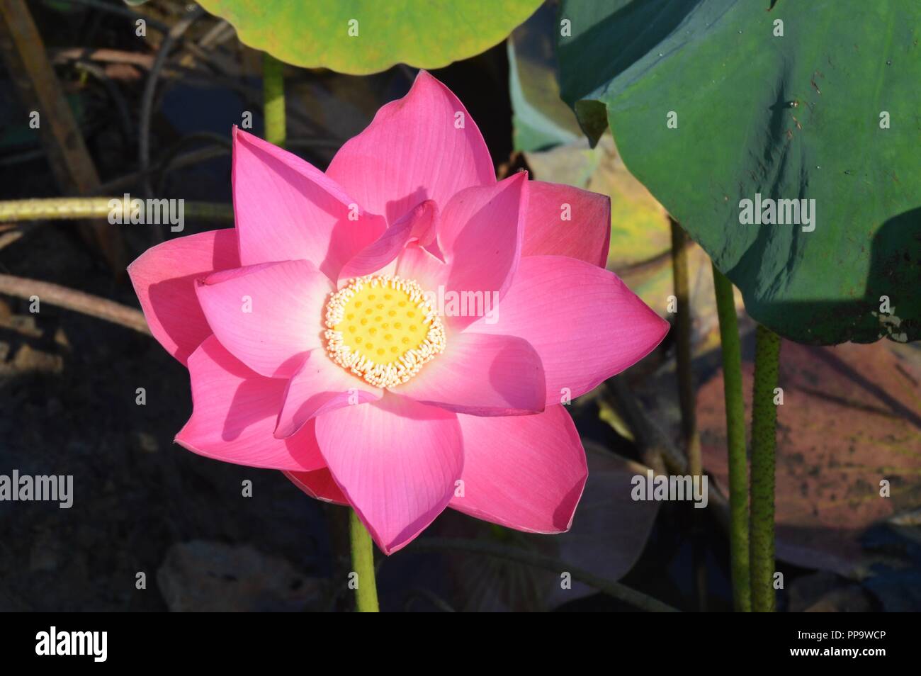 Red lotus -Fotos und -Bildmaterial in hoher Auflösung – Alamy