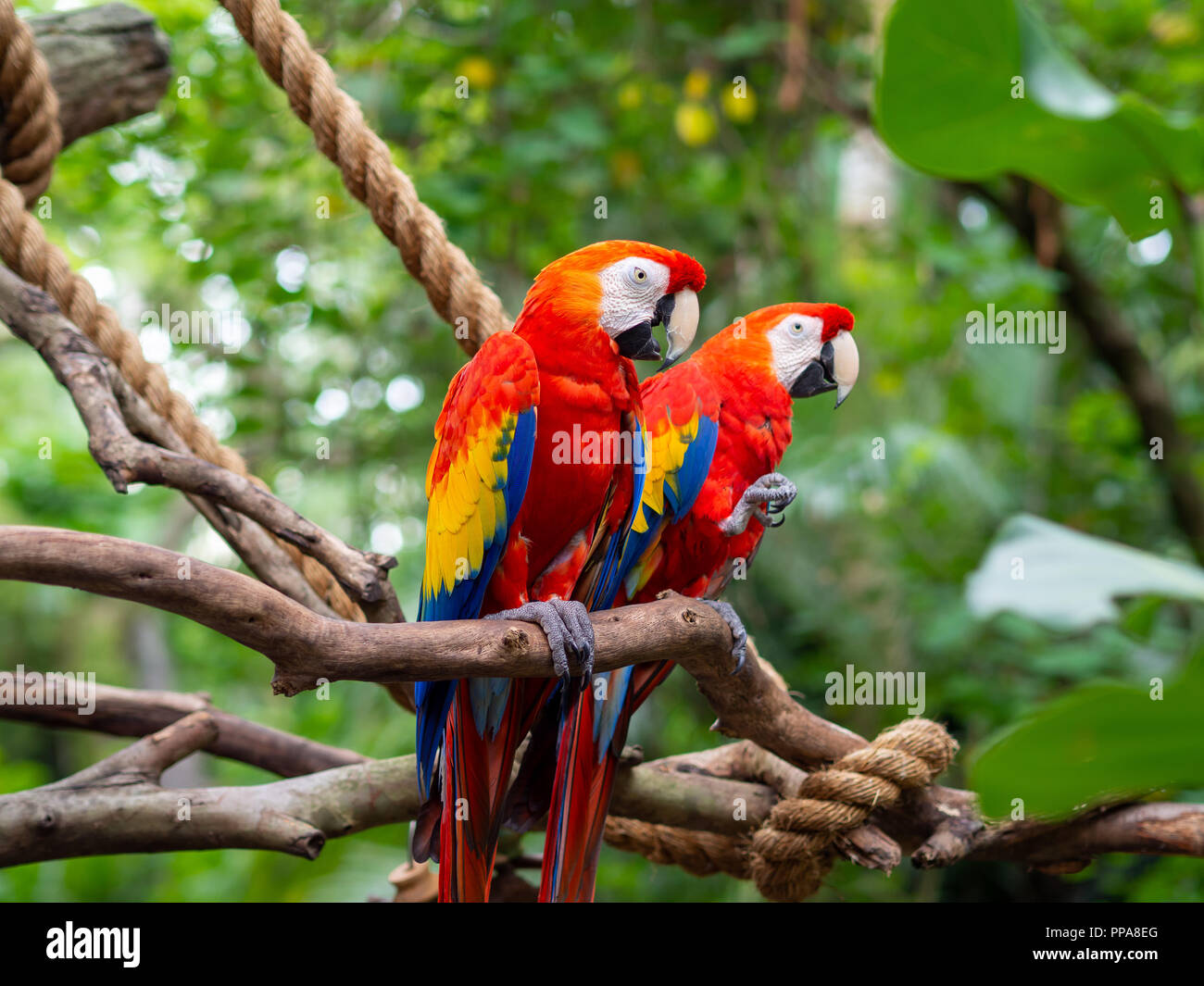 Duo farben -Fotos und -Bildmaterial in hoher Auflösung – Alamy