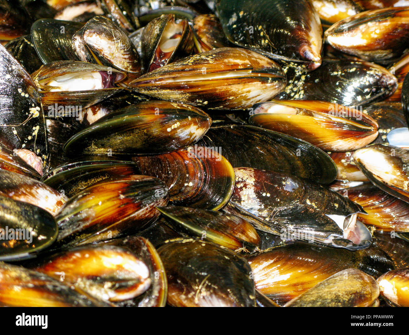 Muschel australien -Fotos und -Bildmaterial in hoher Auflösung – Alamy