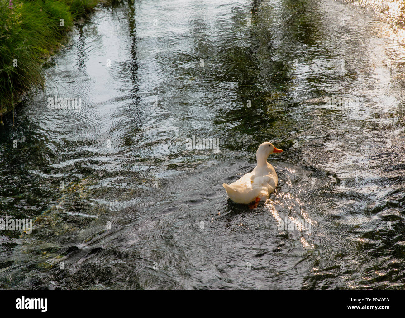 Wasser und ente -Fotos und -Bildmaterial in hoher Auflösung – Alamy