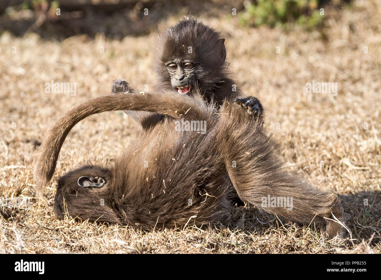 Spielen Kinder. Gelada baboon, alte Welt Affe, Theropithecus gelada aka ...
