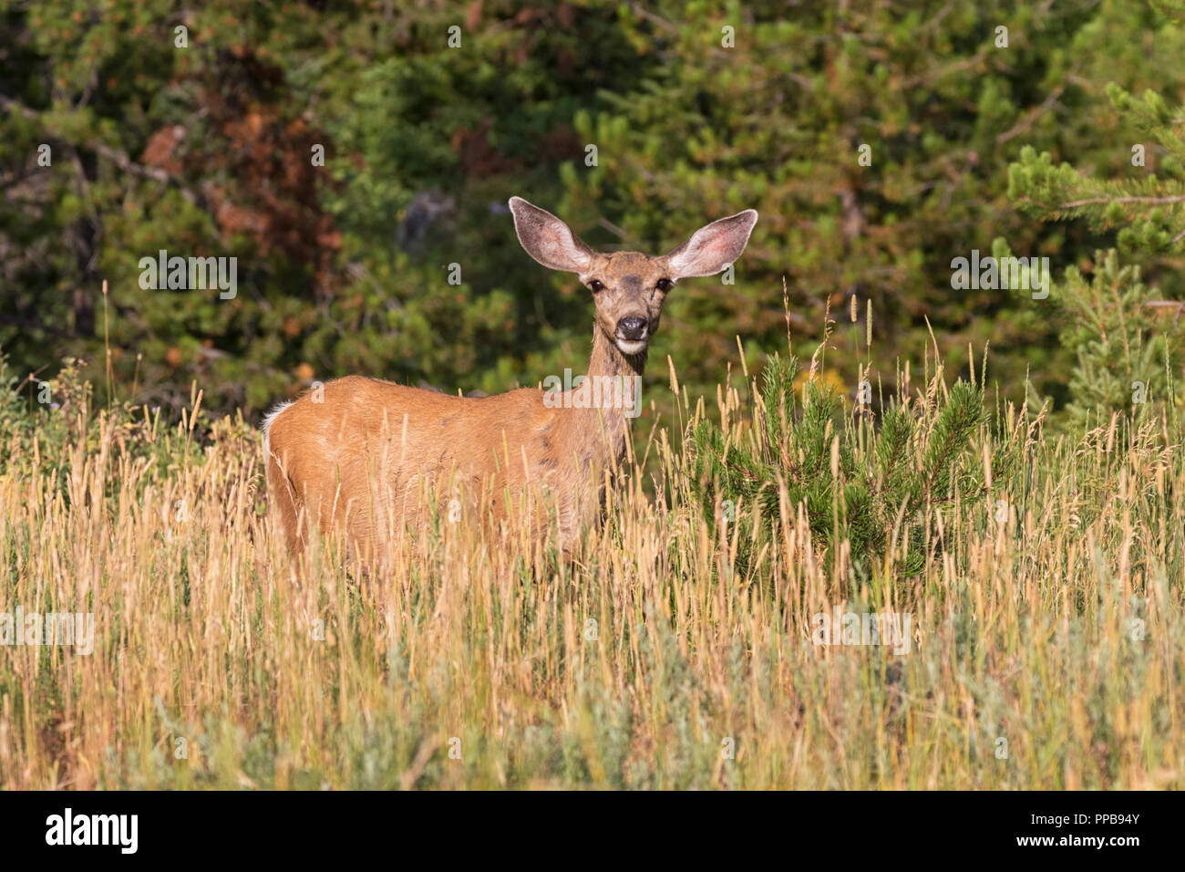 Female mule deer -Fotos und -Bildmaterial in hoher Auflösung – Alamy