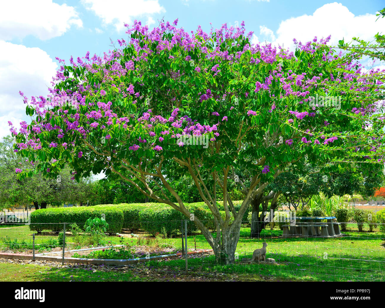 Flowering jacaranda tree -Fotos und -Bildmaterial in hoher Auflösung ...
