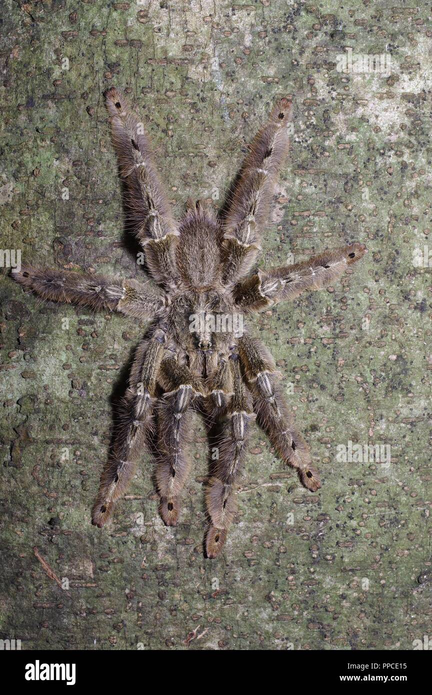 Stromatopelma calceatum -Fotos und -Bildmaterial in hoher Auflösung – Alamy