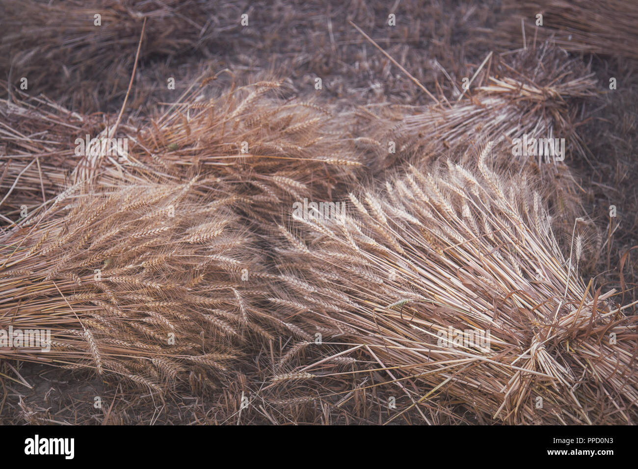 Haufen garben -Fotos und -Bildmaterial in hoher Auflösung – Alamy