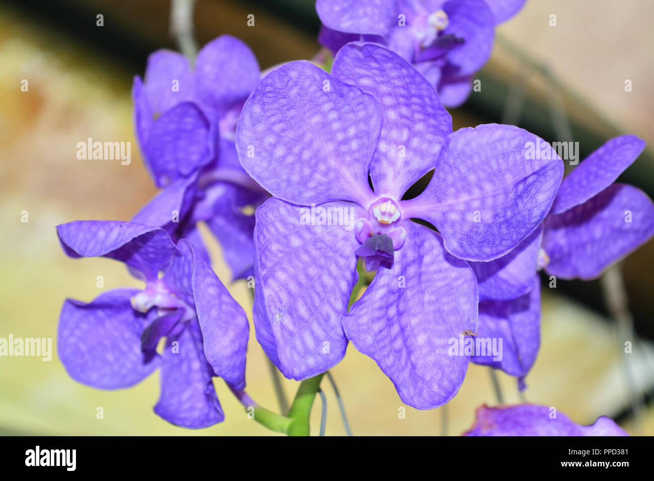 Orchidee indien -Fotos und -Bildmaterial in hoher Auflösung – Alamy