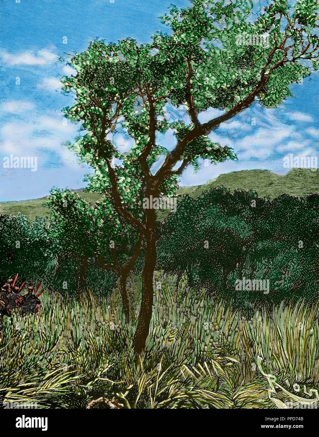 Kongo brunnen -Fotos und -Bildmaterial in hoher Auflösung – Alamy