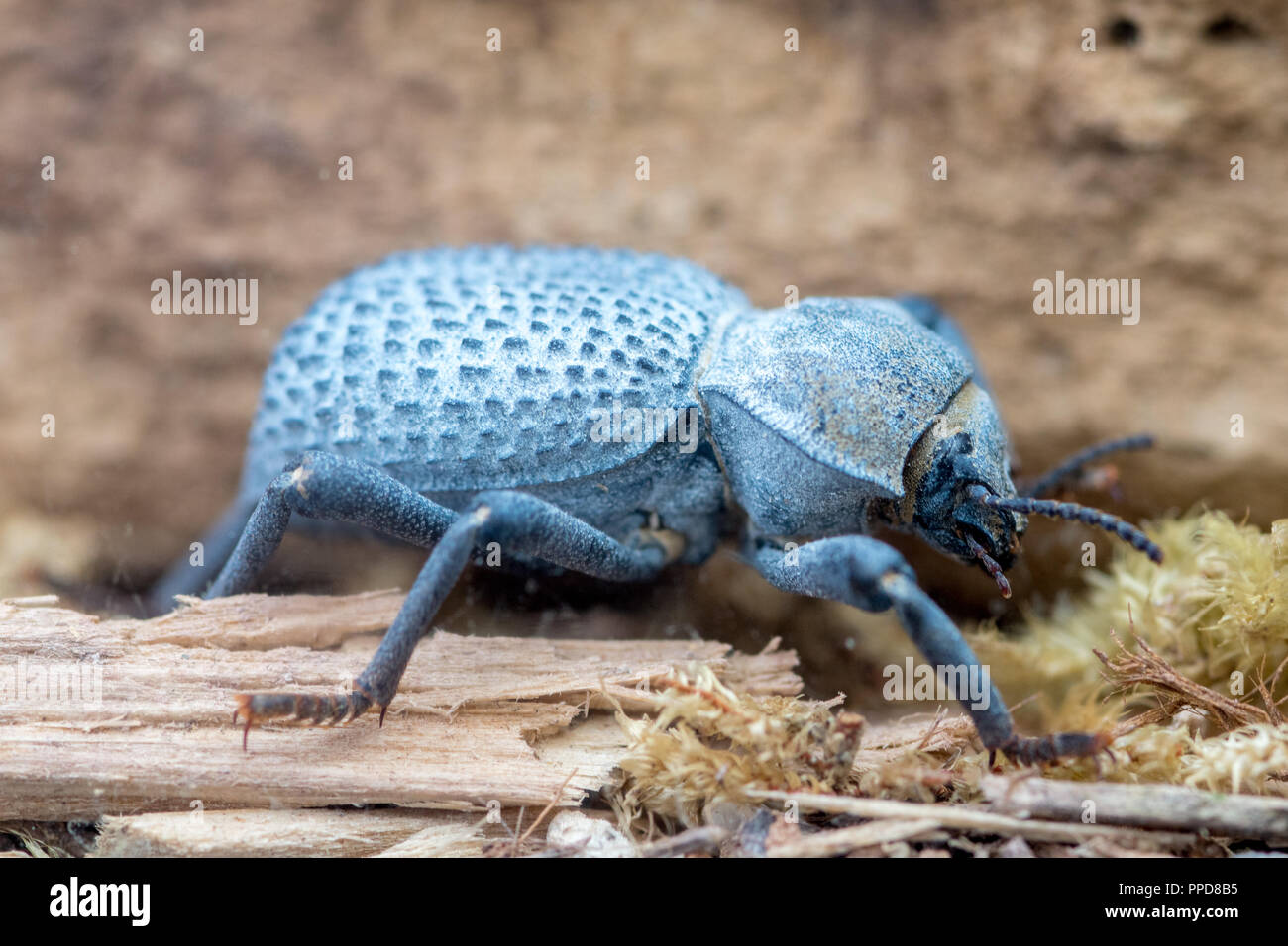 Ironclad beetle -Fotos und -Bildmaterial in hoher Auflösung – Alamy
