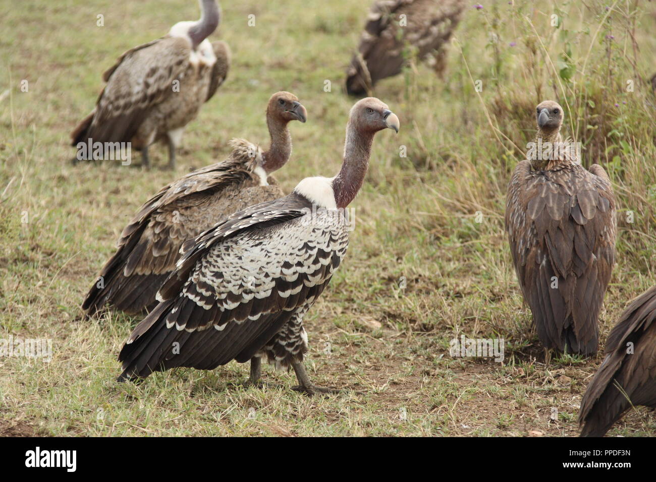 Serengeti geier -Fotos und -Bildmaterial in hoher Auflösung – Alamy