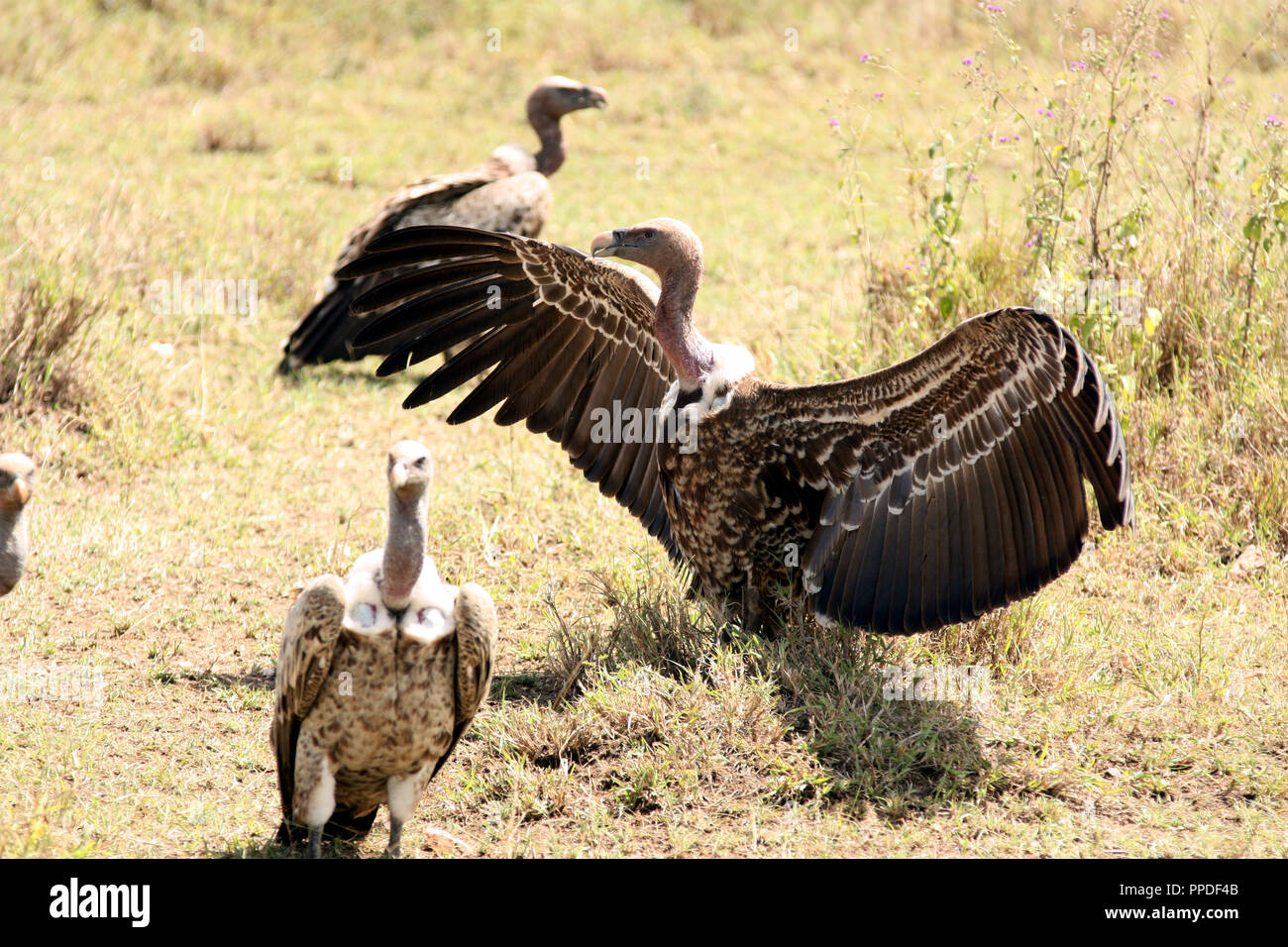 Geier in Serengeti, Tansania Stockfotografie - Alamy