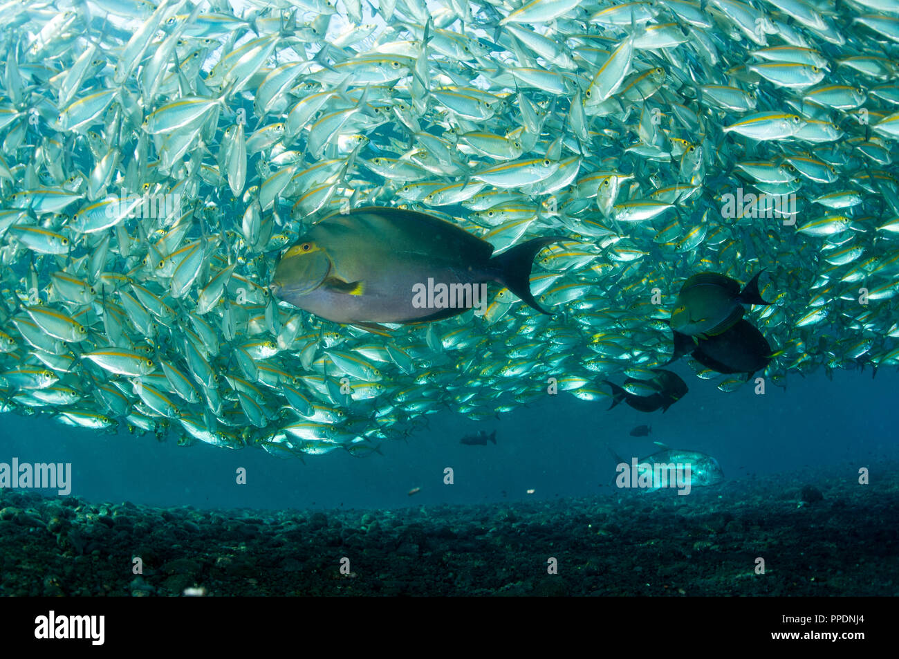 Bait ball -Fotos und -Bildmaterial in hoher Auflösung – Alamy