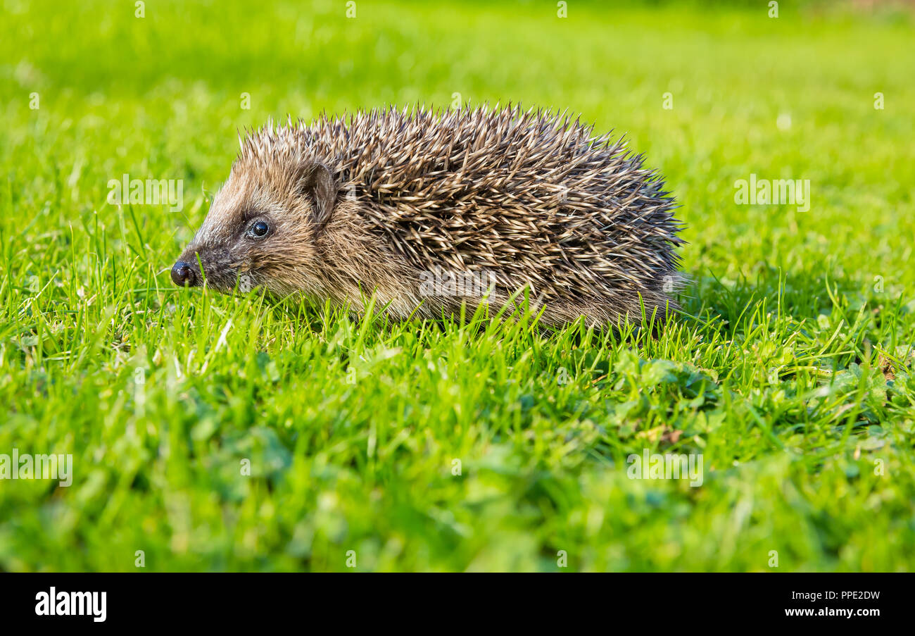Igel Baby Stockfotos und -bilder Kaufen - Alamy