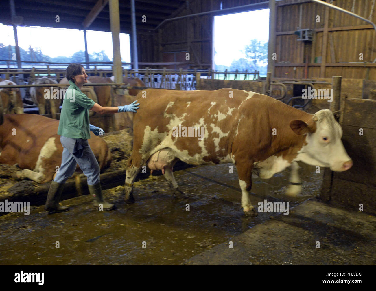 Melkerin im kuhstall -Fotos und -Bildmaterial in hoher Auflösung – Alamy