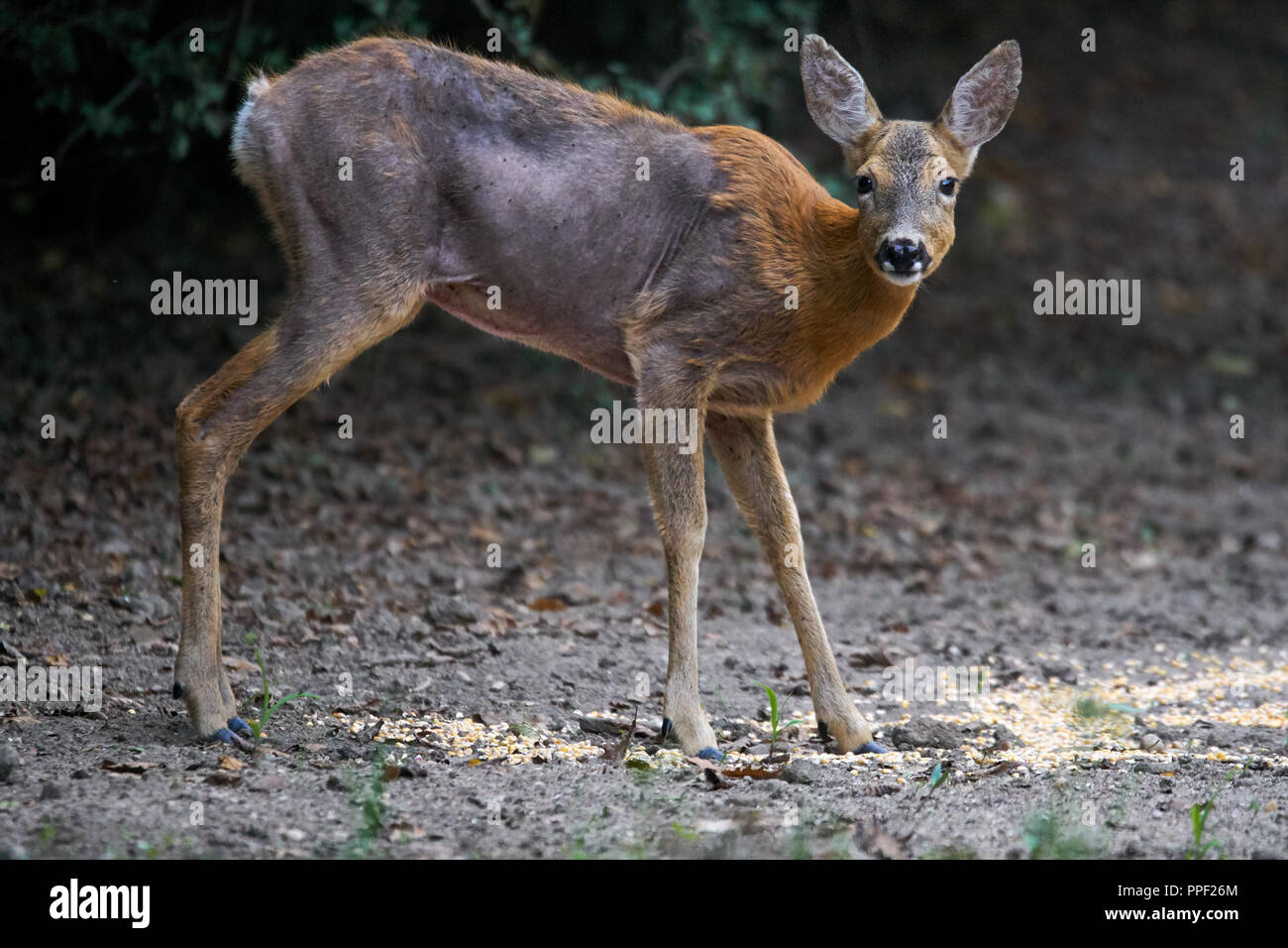 Rehe mit Räude (die Scabiei) im Wald Stockfotografie - Alamy