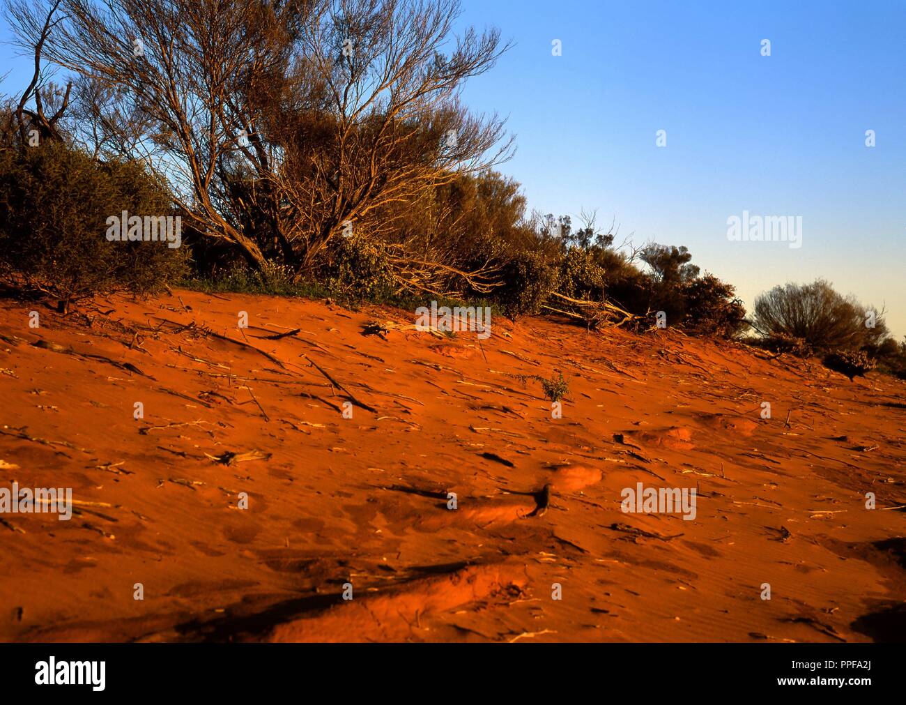 Rote Erde und Vegetation im australischen Outback, der Pilbara im ...