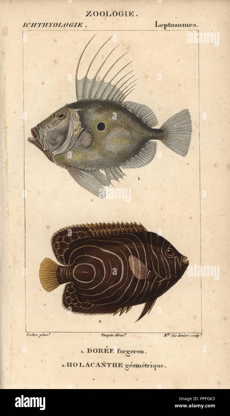 John Dory, Doree forgeron, Zeus Faber, und Kaiser Angelfish ...