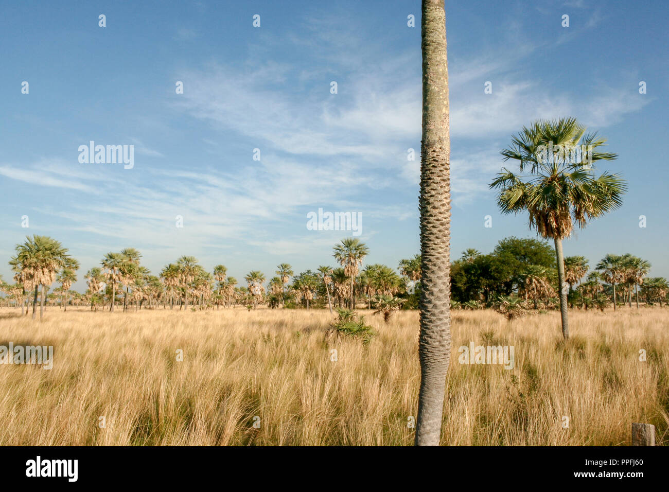 Chaco province -Fotos und -Bildmaterial in hoher Auflösung – Alamy
