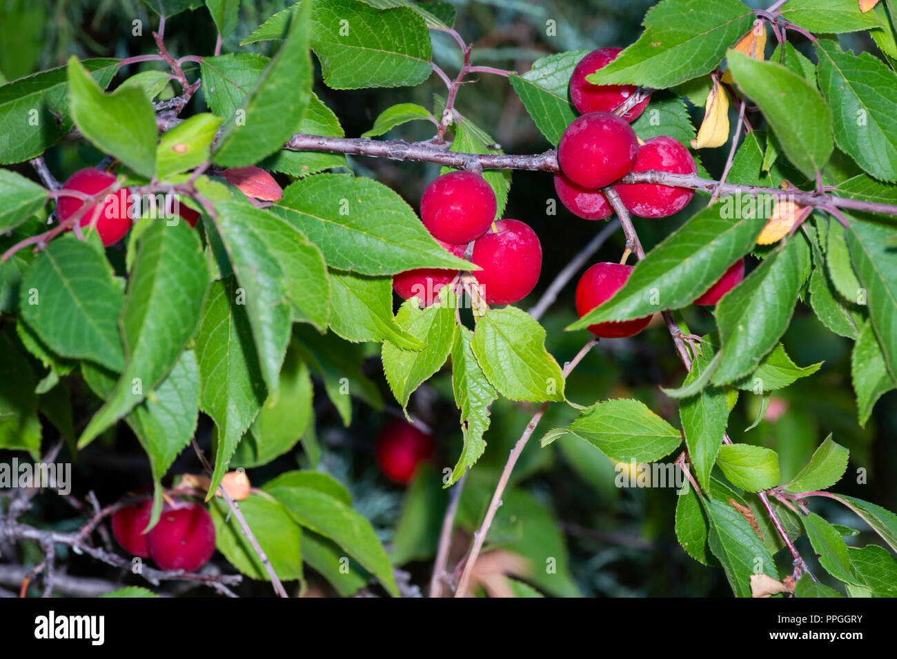 Pflaumen Wachsen In Freier Wildbahn Stockfotos und -bilder Kaufen - Alamy