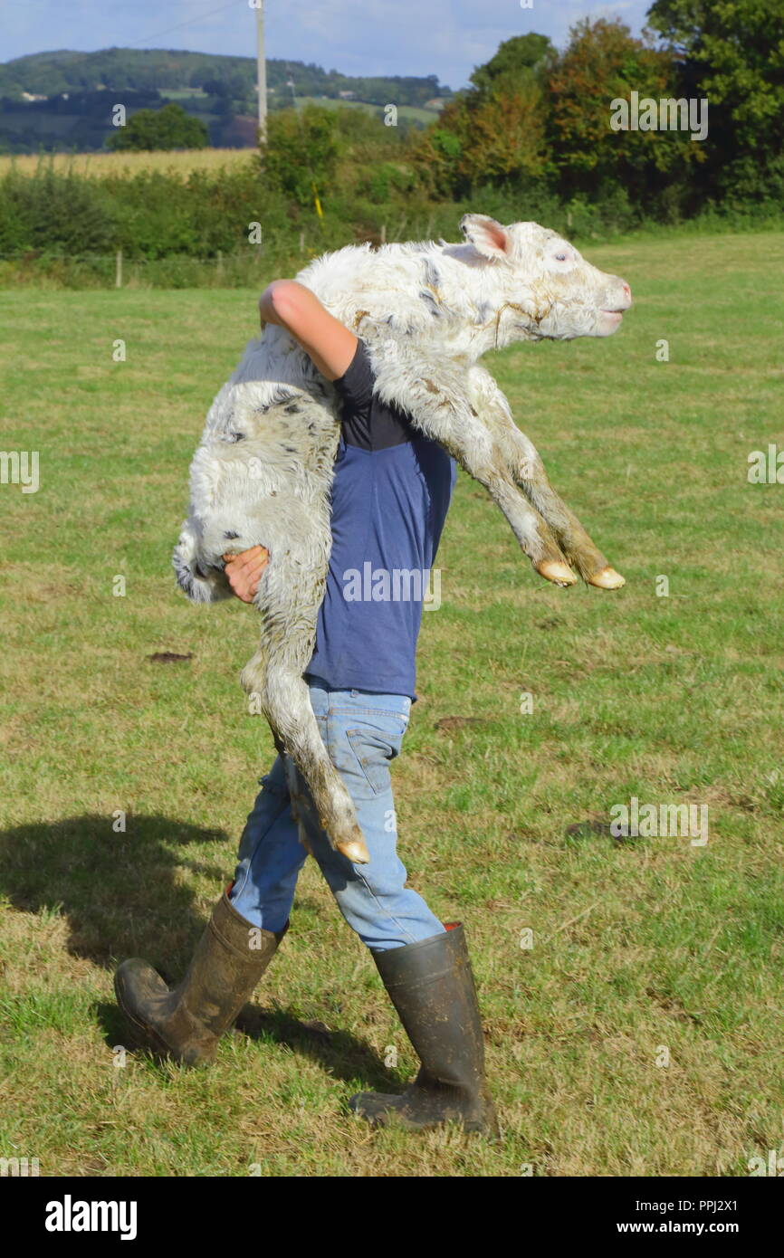 Bauer mit kuh und kalb -Fotos und -Bildmaterial in hoher Auflösung – Alamy